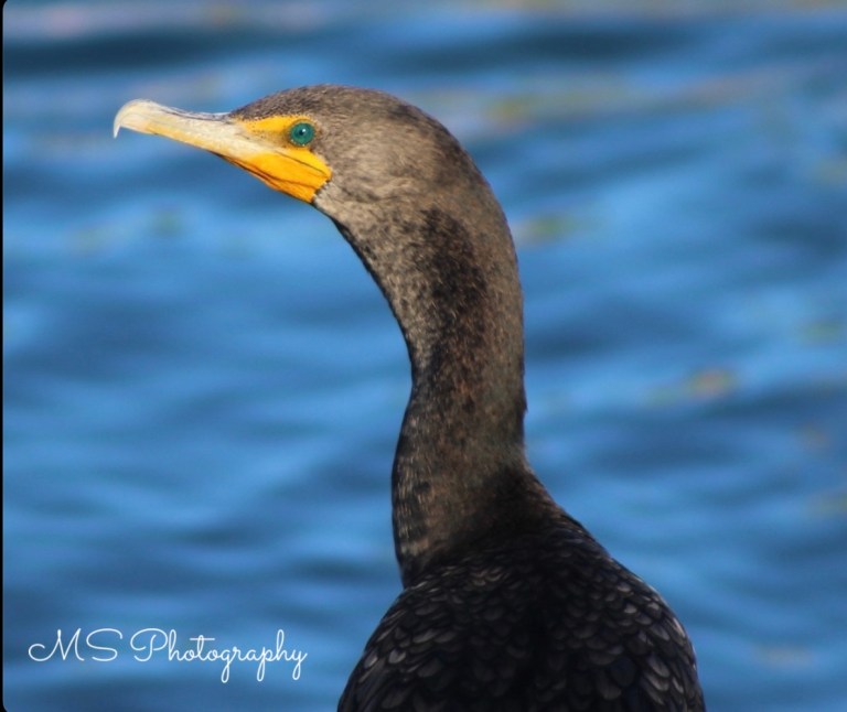The Cormorant. An eye-opening bird – Throughtful Reader